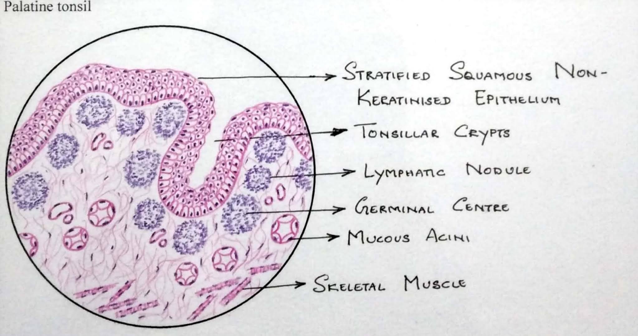 Lymphatic System - Theory