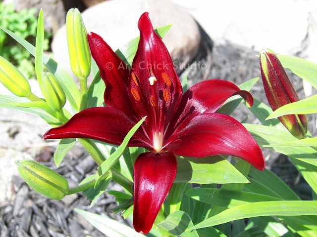 Red Lily Photographs | Art Chick Studio