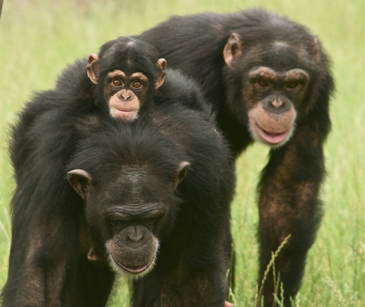 Let's Talk Primates: Female Chimps and Male Attention