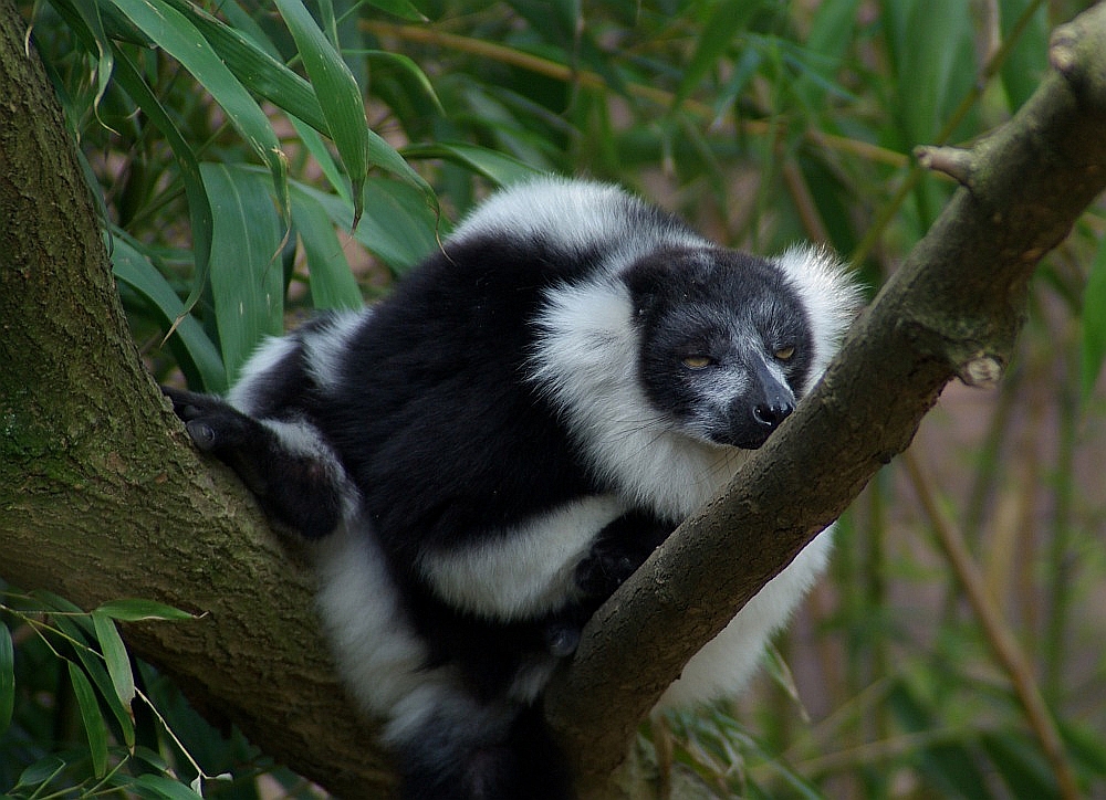 Naturphoto: Schwarz-Weißer Vari