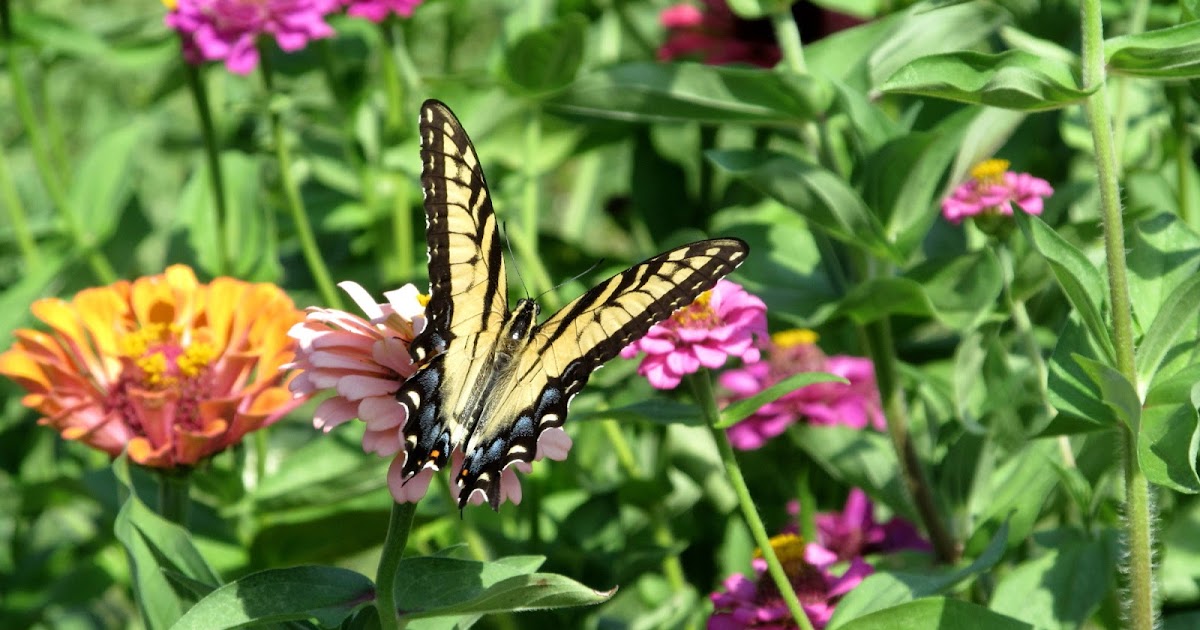 Exuberant Color : Beautiful butterfly...........