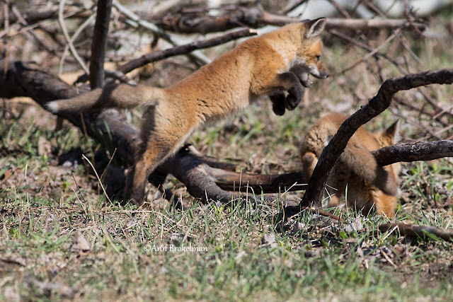 Ann Brokelman Photography: Red Fox Kits pouncing and playing