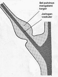 MAKE BIOLOGY FUN: ANATOMI DAUN