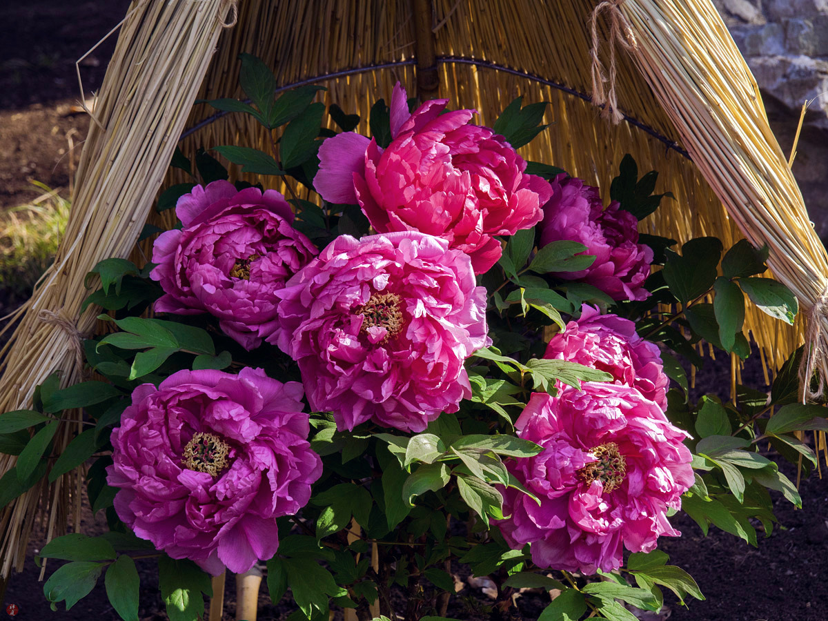 FROM THE GARDEN OF ZEN: February 2016