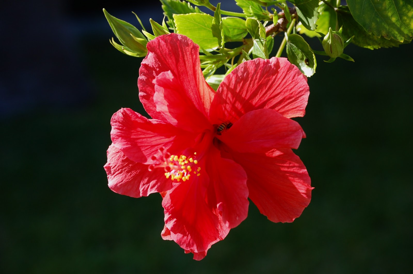 Field Notes and Photos: Red Birds & Red Flowers