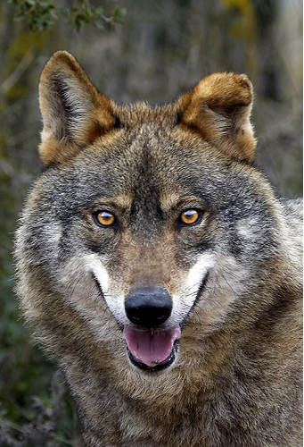 Tempo de crescer, tempo de aprender: Animal do Mês - Lobo Ibérico