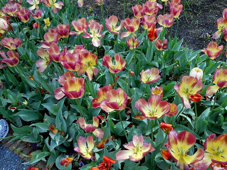 My Virtual Garden: Tulips in Chicago