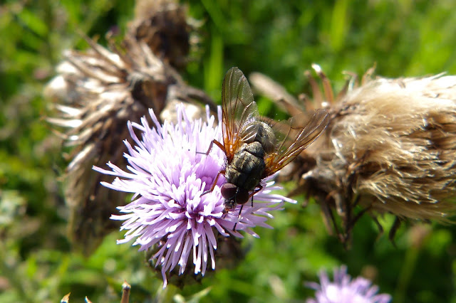 A Kilchoan Diary: Thistle Insects