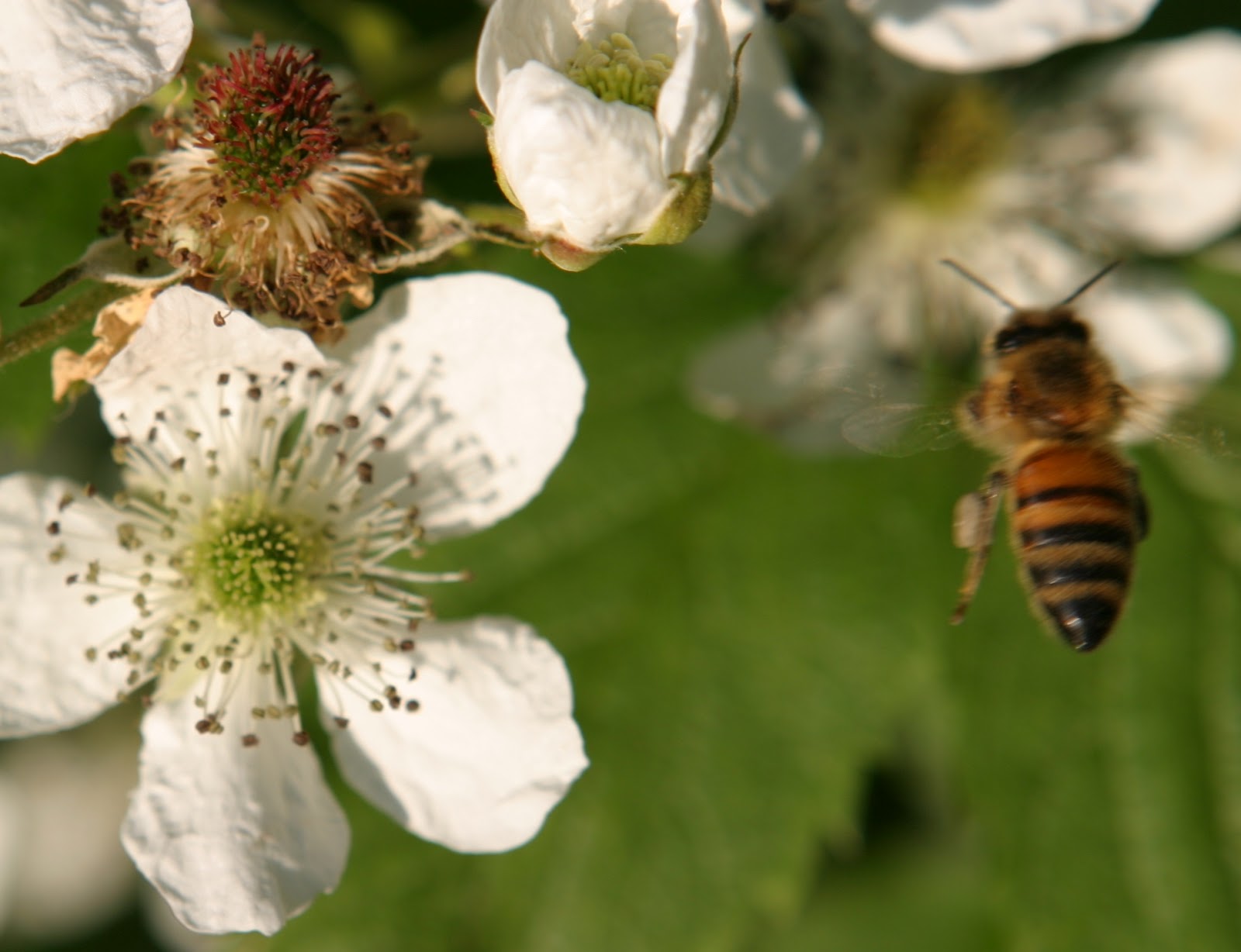 Connecticut NOFA: Plant for Pollinators!