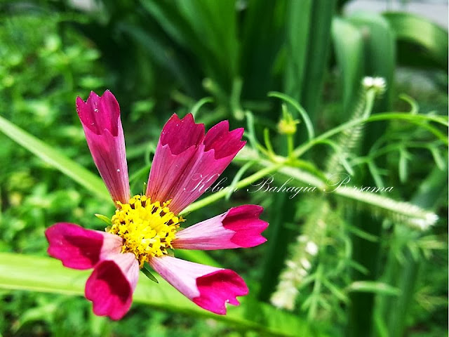Kebun Bahagia Bersama: Heirloom SeaShells Cosmos bipinnatus