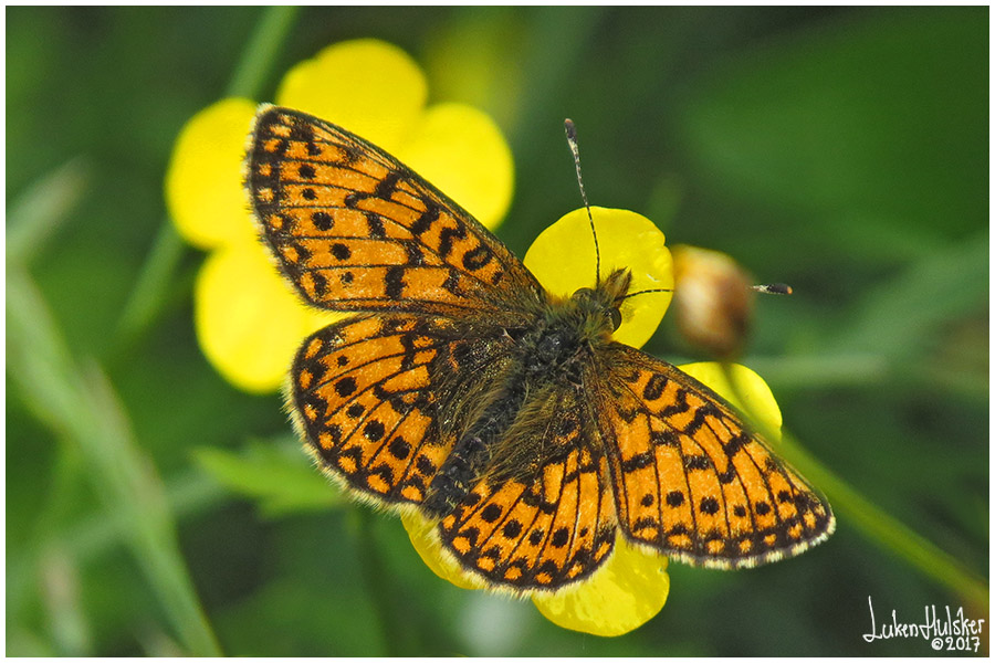 NORGE.nl: Birtavarra ''norske sommerfugler'' (norwegian butterflies)