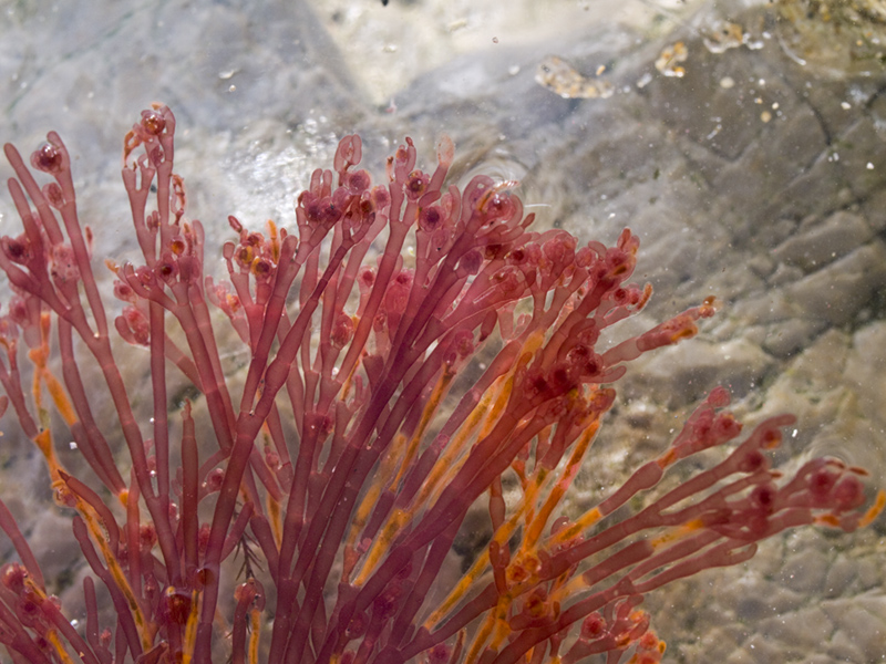 Paseos por la naturaleza: Griffithsia sp