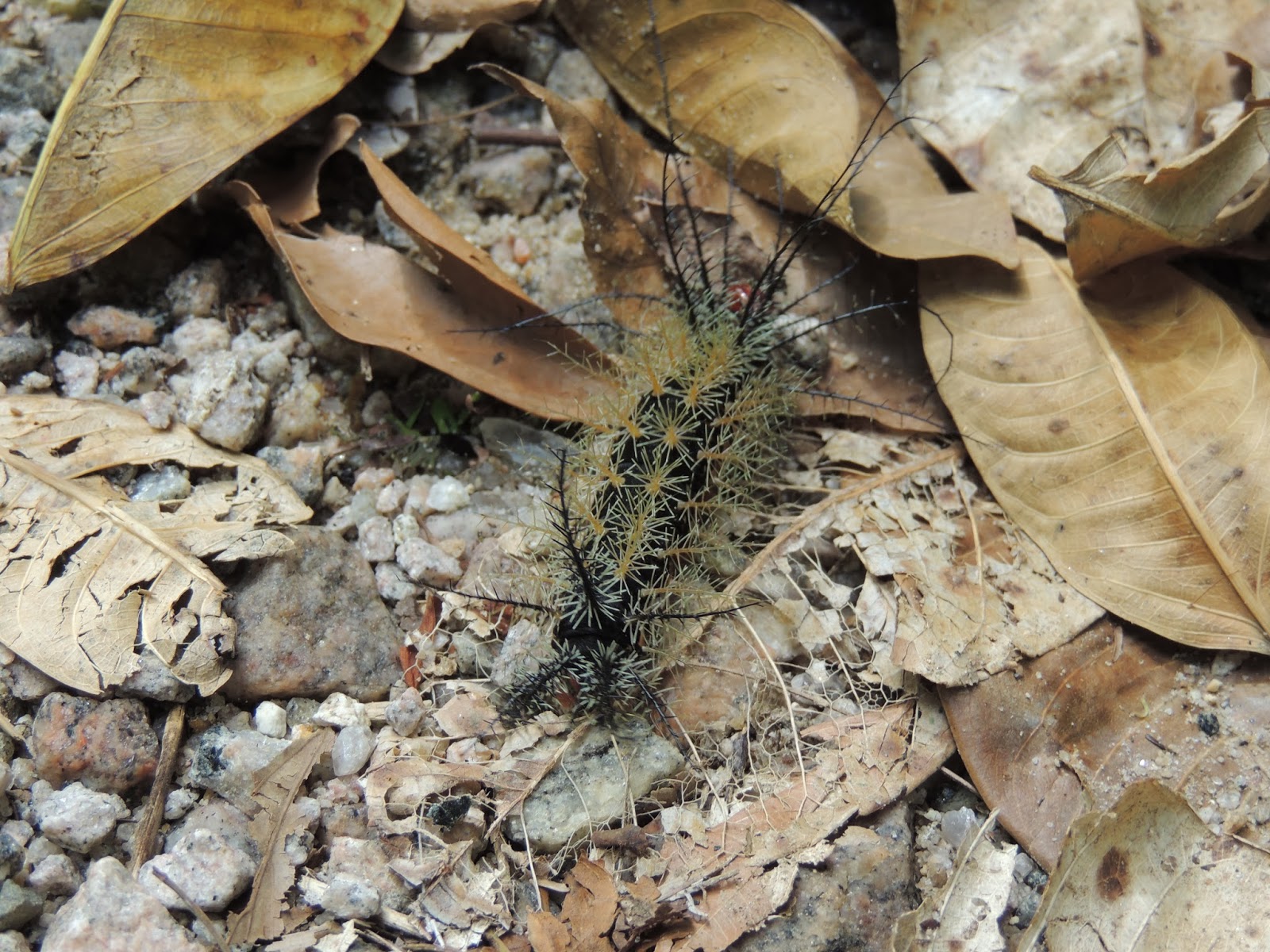 Nha-pekanga: Lagartas venenosas 3