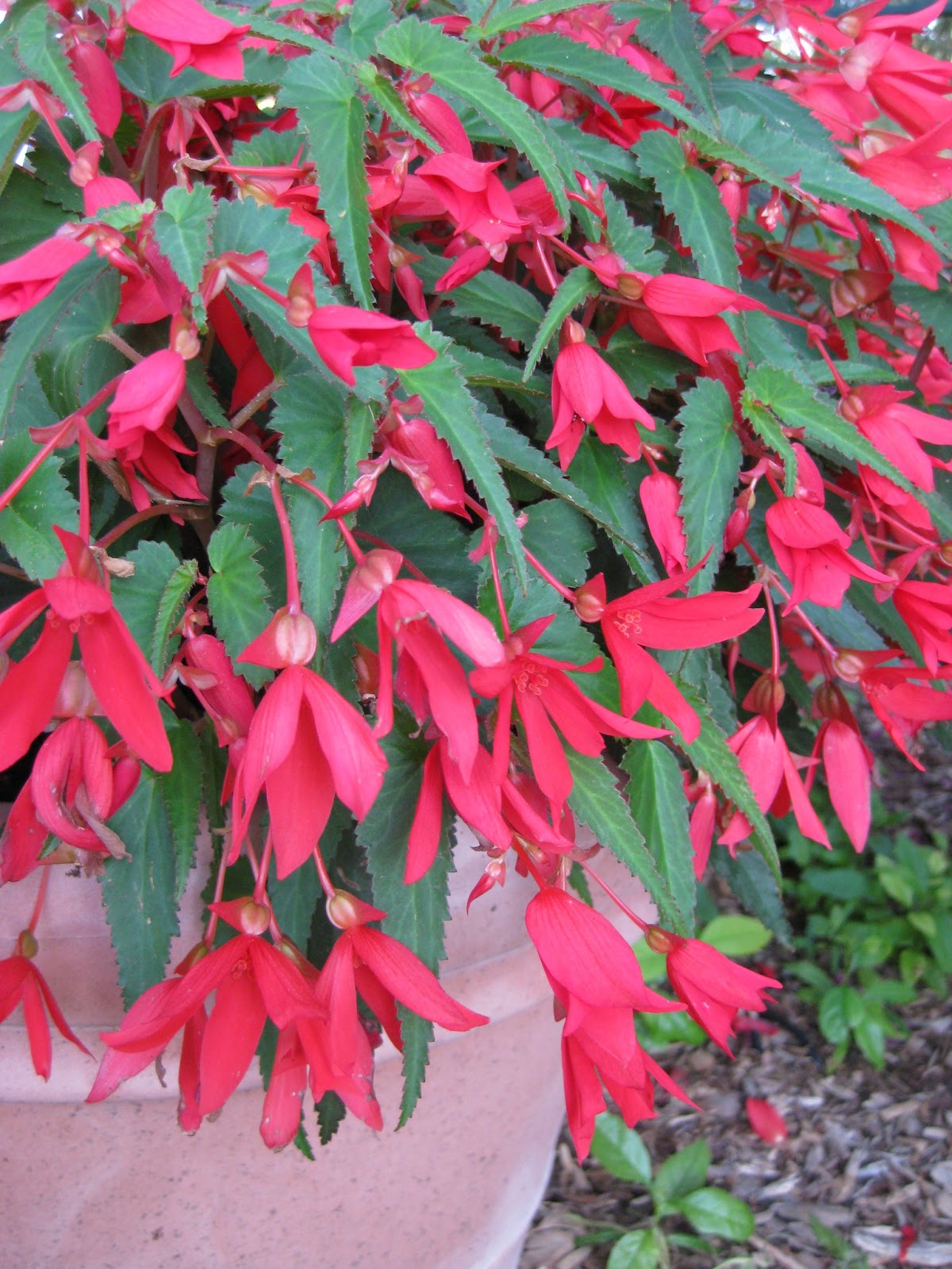 Rotary Botanical Gardens - Hort Blog: Brilliant Begonias for the Basket