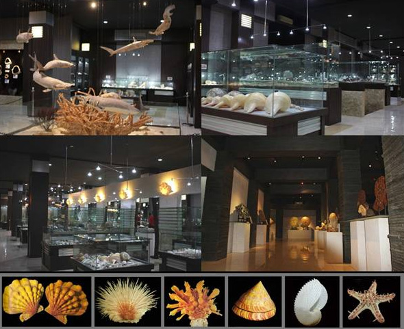 Museum Kerang Pertama di Indonesia - Planet Kentir | Berita Unik ...