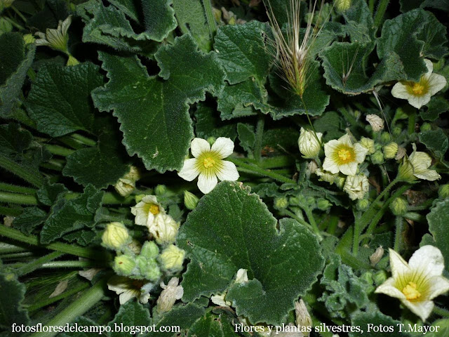 Flores y plantas silvestres: " Echallium elaterium ". Cohombrillo ...