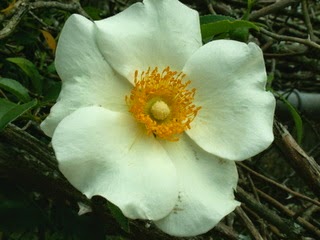 NativeTime: Legend of the Cherokee Rose