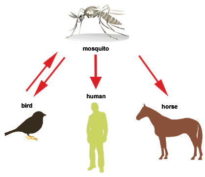 PSICOLMASCOT: El virus del Nilo occidental en las mascotas