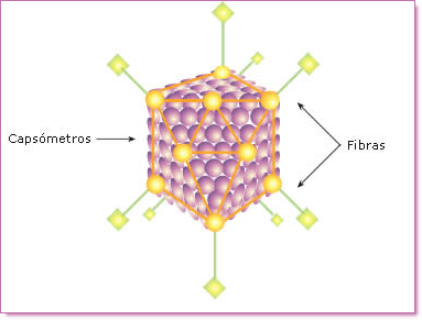 Biología 2º: Microbiología