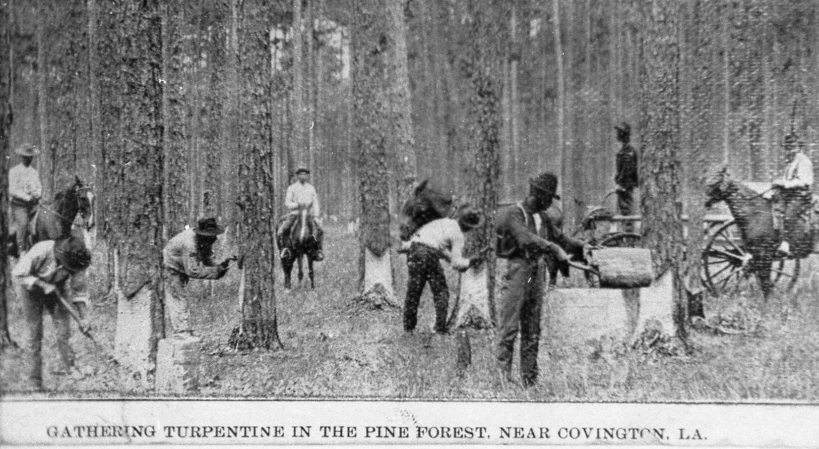 Tammany Family: Naval Stores: Rosin and Turpentine