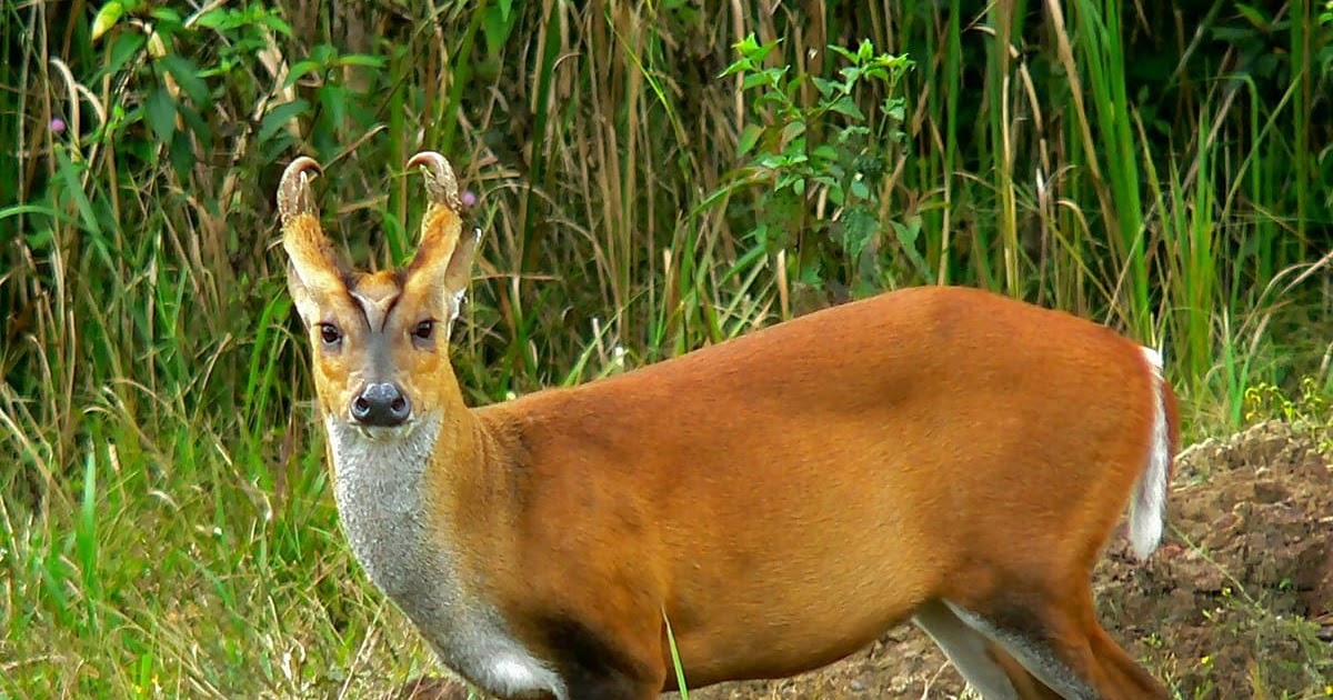 MUNTJAC | Learn To Do MUNTJAC DE REEVES Like A Professional