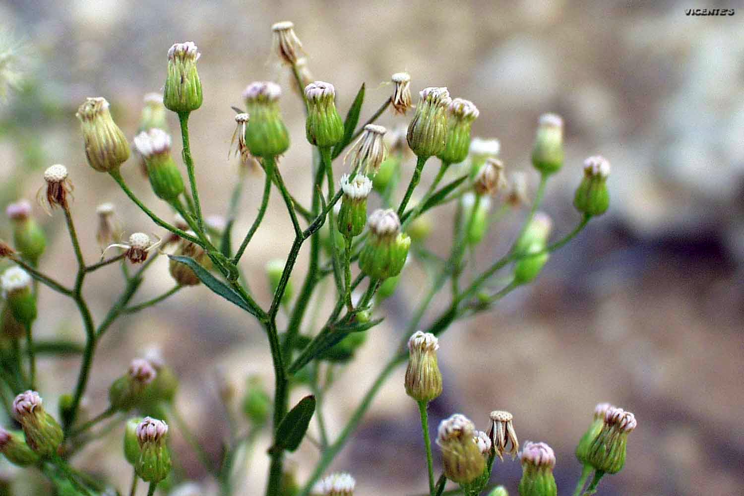 Las flores silvestres de Hormaza: Conyza canadensis