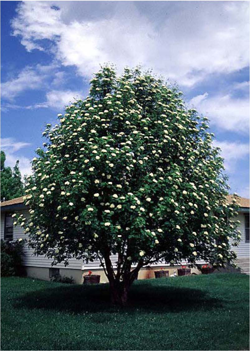 Beechwood Landscape Architecture and Construction: European Mountain ...