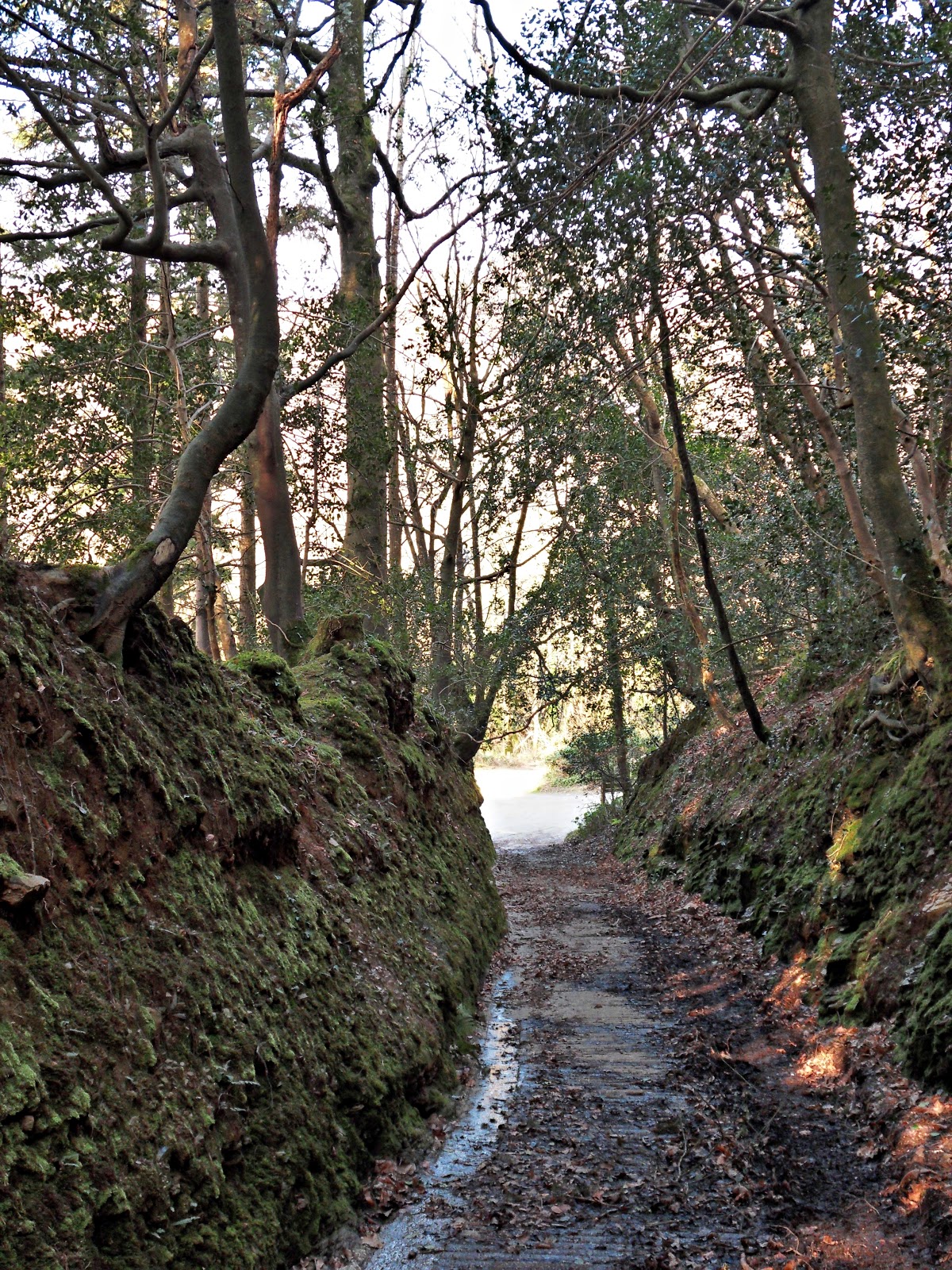 Mike's Cornwall: A Shiver Down The Spine At Kings Wood Where The Ghosts ...