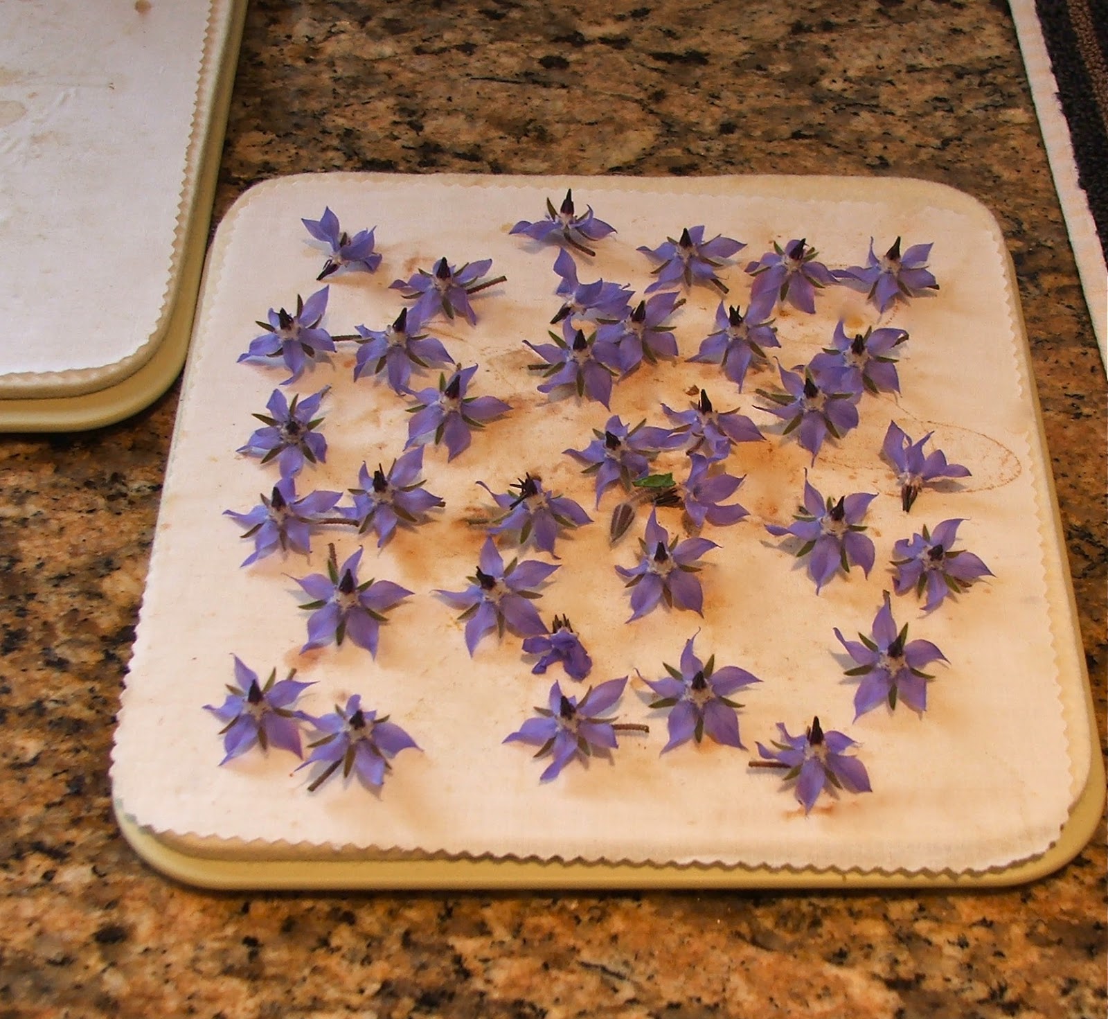 Garden and Bliss: Borage in the Garden