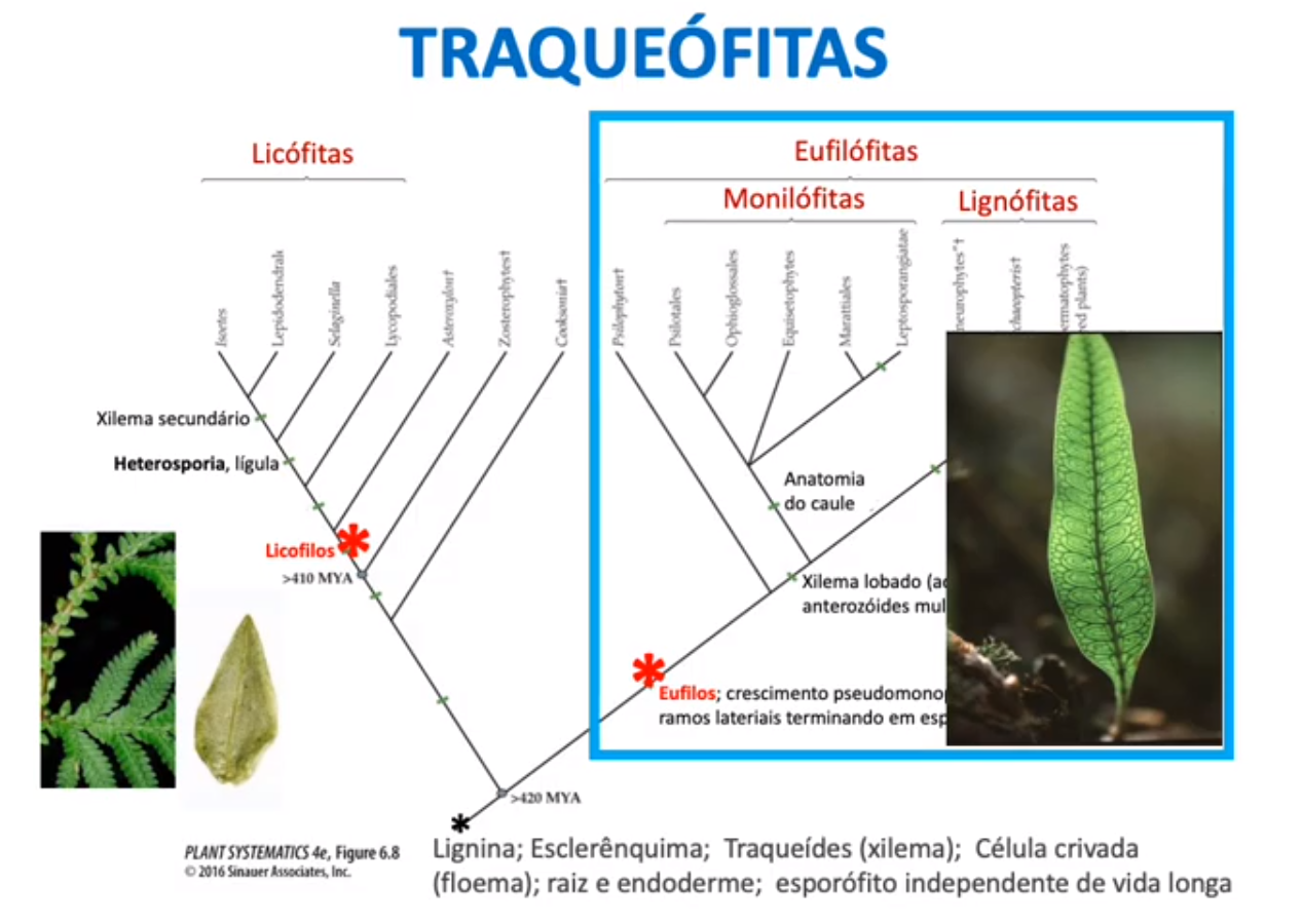 BIOLOGIA PARA A VIDA : DIVISÃO LICÓFITA E MONILÓFITA