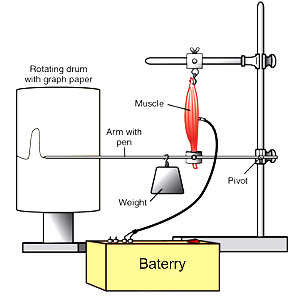 B. Sc.-II Zoology Practical e-Book : Recording of simple muscle twitch ...