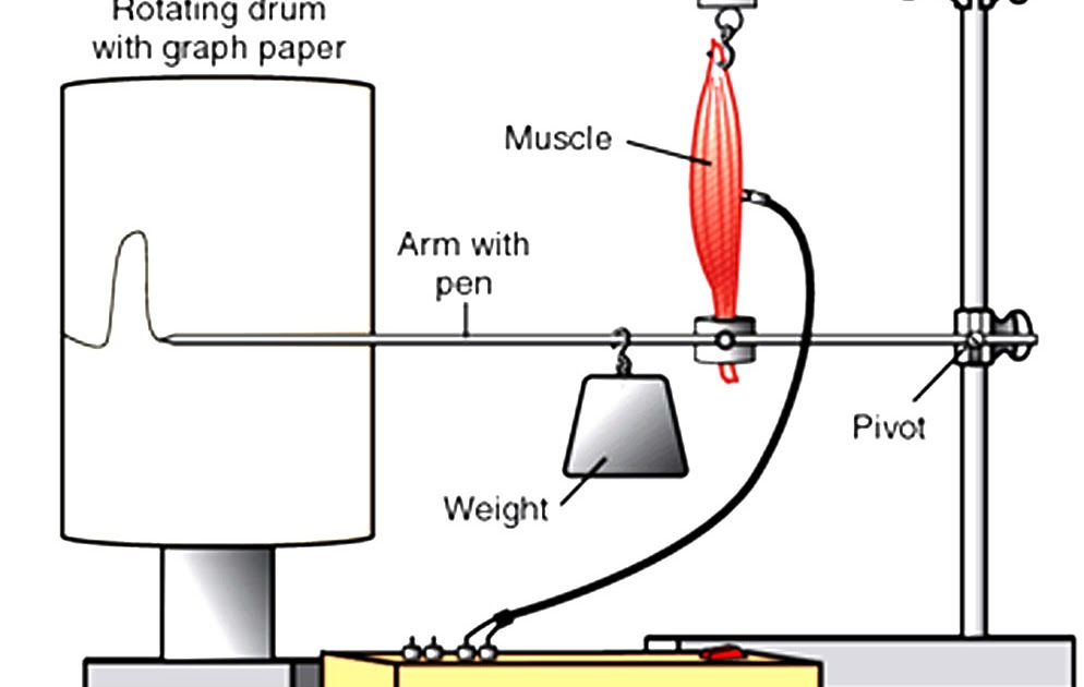 B. Sc.-II Zoology Practical e-Book : Recording of simple muscle twitch ...