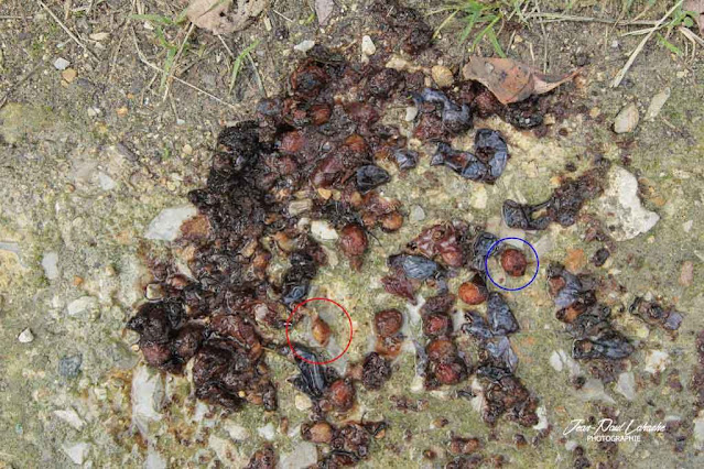 Crottes de Renard roux sur le chemin forestier.