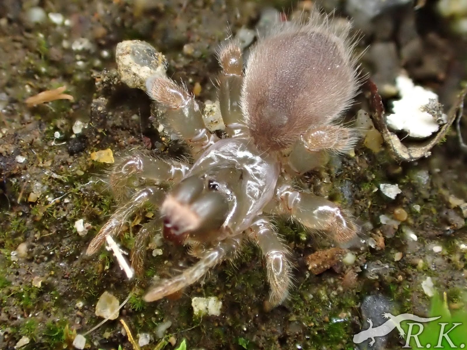 小さな隣人たちの世界: ワスレナグモ Calommata signata Karsch, 1879