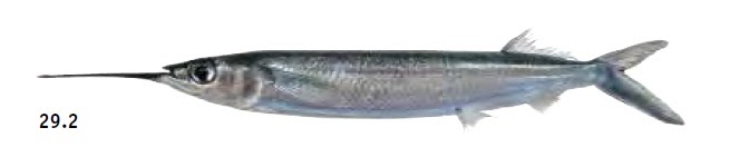 Ikan Julung-julung, Oras Atau Lutke’s Halfbeak (Hemiramphus lutkei ... Ikan Julung-julung, Oras Atau Lutke’s Halfbeak (Hemiramphus lutkei ...
