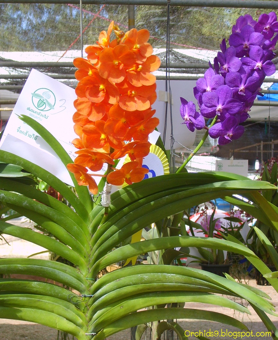 Orchids Flowers Pictures Bulbophyllum Vanda Cattleya Cymbidium ...