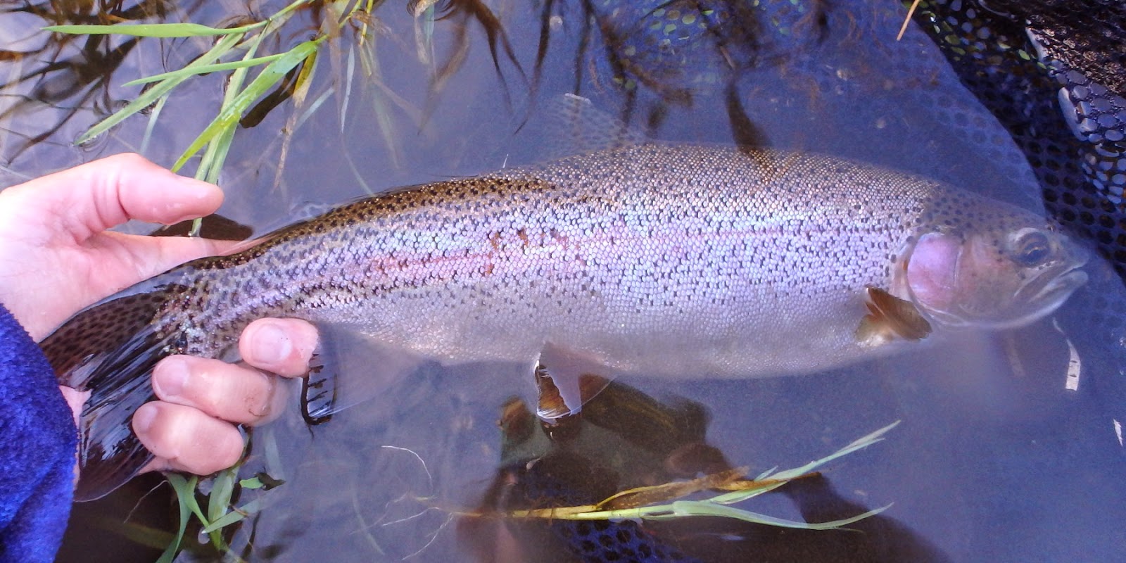 Mountains, Rivers, & Trout: Rise Above, Bite Below