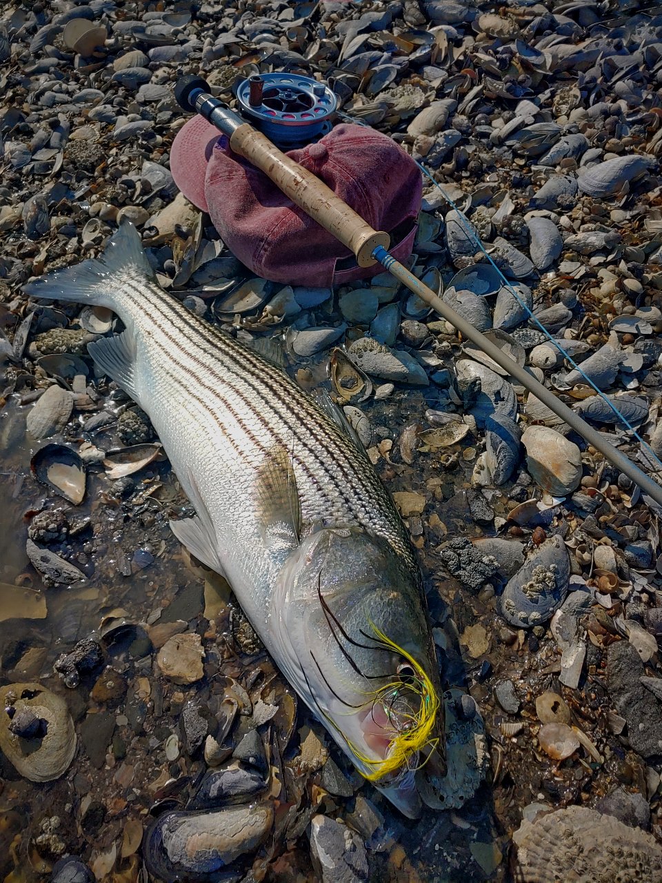 Fly Fisherman's Café: Sunny Day Fishing