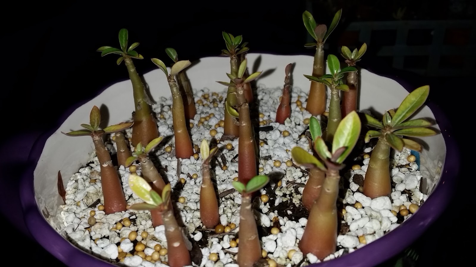 Welcome to Landcaster Gardens: Adenium Seedlings One Year Later.....