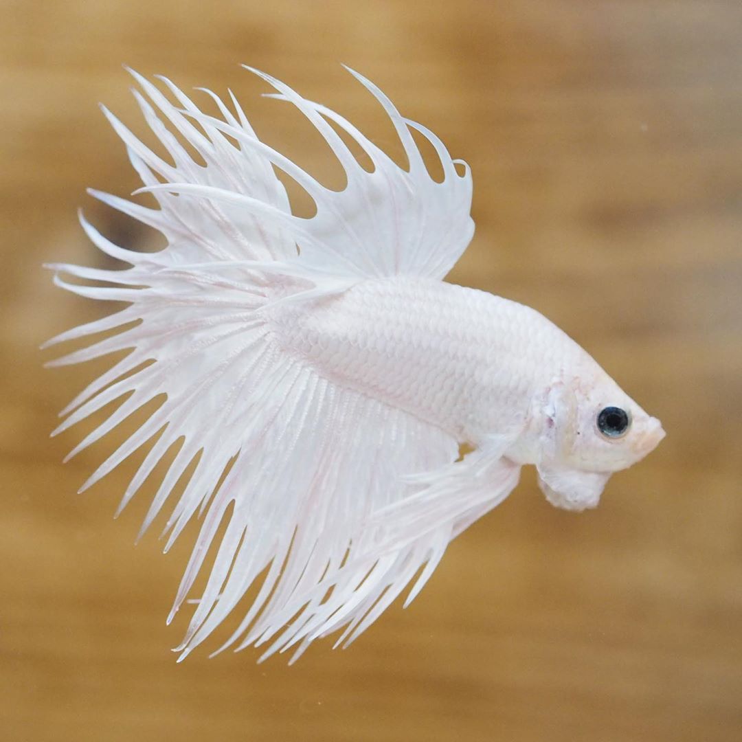 The Majestic Live Male White Platinum Crown Tail Betta Fish