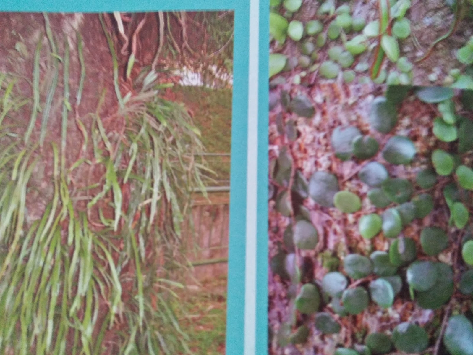 Fuziah Sulaiman blog: Kenali Flora di Laman Paku Pakis-Pteridofita ...