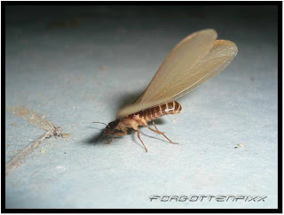 Kelkatu dan kehidupan kita. | AKU ANAK PAHANG