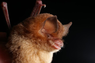 Cuban Greater Funnel-Eared Bat | Piphy Kemecer