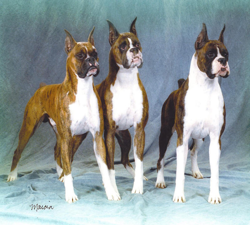 Raças de cães - Boxer