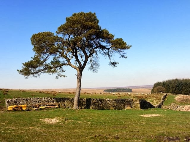 THE ‘NATIVE’ TREES OF ENGLAND |The Garden of Eaden