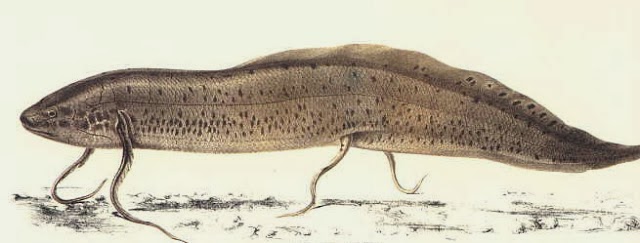 SouhailaBiología : Peces pulmonados