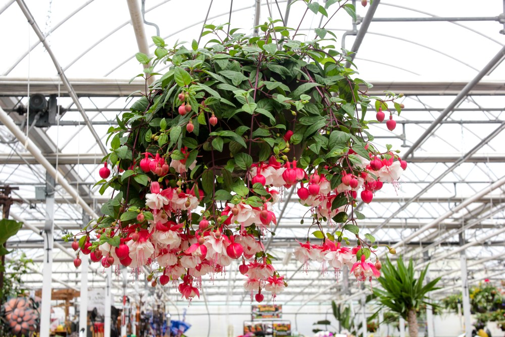 10 Jenis Tanaman Hias Gantung Yang Sedang Populer