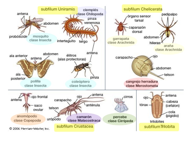 Zoologia: Los artropodos TRABAJOS
