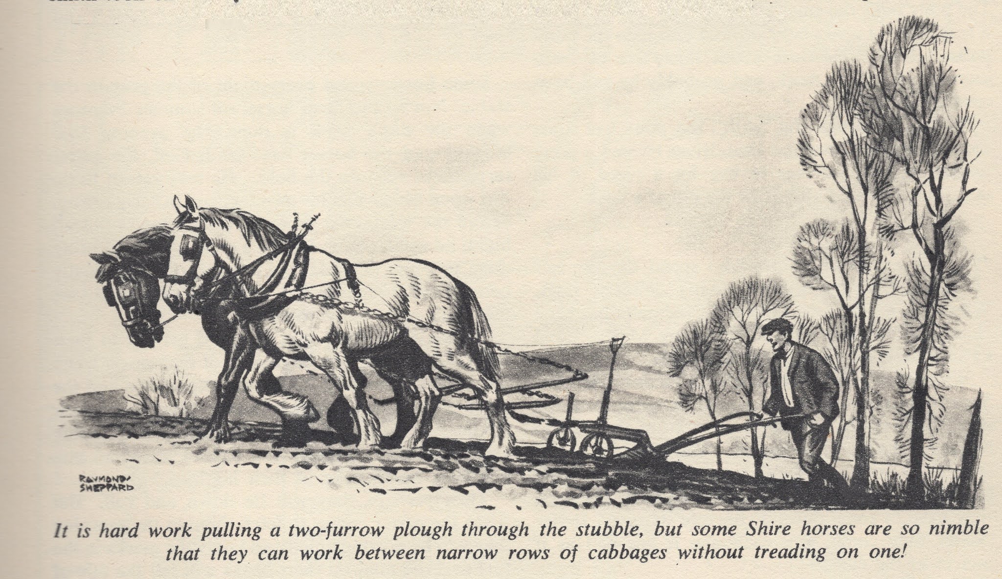 Raymond Sheppard Illustrator