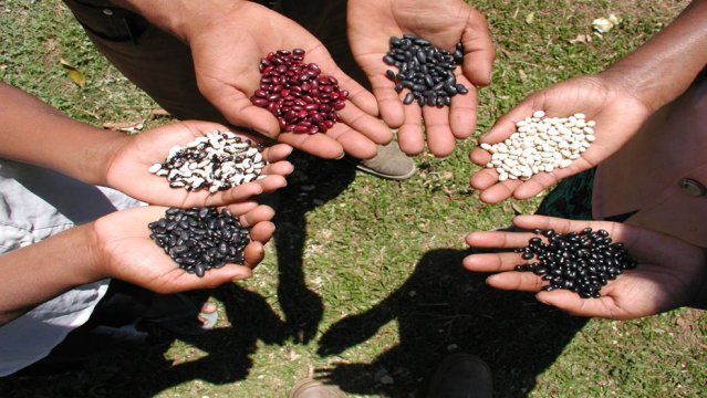“semillas Criollas Son La Base De La Soberanía Alimentaria”